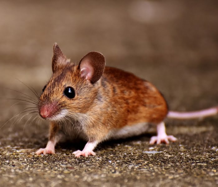 Molécula produzida por células de gordura reduz obesidade e diabetes em ... Molécula produzida por células de gordura reduz obesidade e diabetes em ...